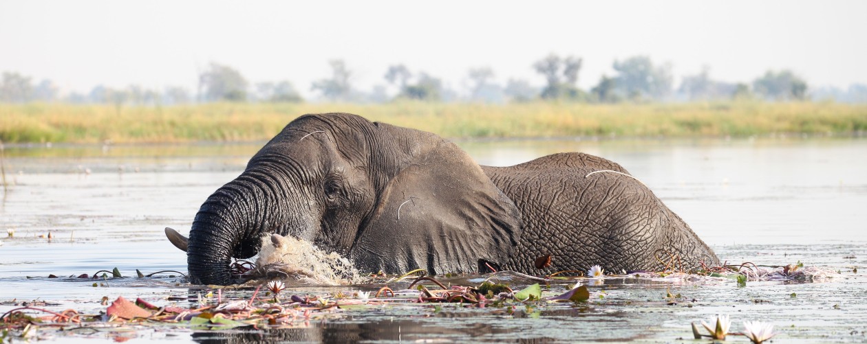 Botswana Safari Planning Guide | How to Plan a Botswana Safari